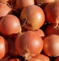 China Fresh onion whole for Your Business Round and  Packed in Mesh Bags Cartons PVC Boxes or Vacuum Packs for sale