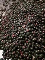 China Delicious Frozen Fruit 100% Black Currant for Your s Identity for sale