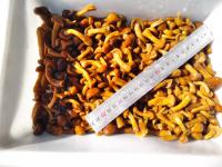 China Convenient Frozen Mushrooms in Brine with Long Shelf Life and Delicious Taste for Multiple Uses for sale