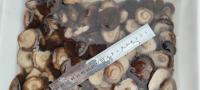 China Convenient Frozen Mushrooms in Brine with Long Shelf Life and Delicious Taste for Multiple Uses for sale