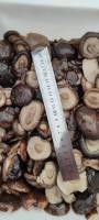 China Convenient Frozen Mushrooms in Brine with Long Shelf Life and Delicious Taste for Multiple Uses for sale