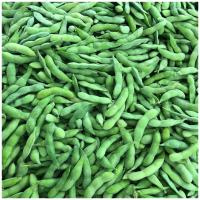 China China Supplier Soya Beans IQF Frozen Edamame in Shelled for sale