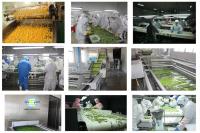 China China Supplier Soya Beans IQF Frozen Edamame in Shelled for sale