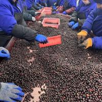 China Hot Selling Frozen Fruits IQF Blueberry 10kg Frozen Blueberry in Bulk for sale