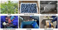 China Hot Selling Frozen Fruits IQF Blueberry 10kg Frozen Blueberry in Bulk for sale