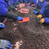 China IQF Frozen Whole Blueberries Premium Baking and Smoothie Toppings Intensely for sale