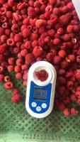 China Manufacturer Factory Price IQF High Quality Fresh Food Frozen Raspberry Serbia for Export for sale