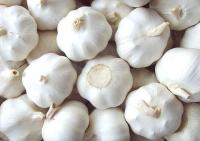 China Hot Products Factory Price White Color BRC HACCP Certificates Frozen Vegetables IQF Organic Garlic for sale