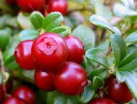 China OEM/ODM Hot Selling Economical Bulk IQF Frozen Lingonberry High Demand IQF Frozen Fruit for sale