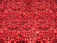 China OEM/ODM Hot Selling Economical Bulk IQF Frozen Lingonberry High Demand IQF Frozen Fruit for sale