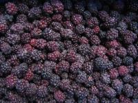 China Frozen Fruits Berries Hot Sale and High Quality IQF Frozen Blackberry for sale