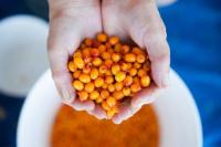 China Wholesale Organic Sea Buckthorn Frozen Sea Buckthorn Berries for sale