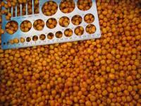 China Wholesale Organic Sea Buckthorn Frozen Sea Buckthorn Berries for sale