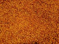 China Wholesale Organic Sea Buckthorn Frozen Sea Buckthorn Berries for sale