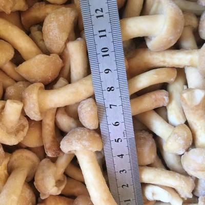 China Wild Cultivated Organic Mushrooms Healthy Natural Nutritious Fresh Whole Frozen Mushroom IQF Frozen Nameko for sale