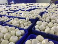China OEM/ODM High Quality and Factory Price IQF Wholesale Frozen Onion Slices IQF Onion Dices in Bulk for Wholesale and Retail for sale