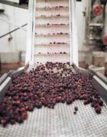 China High Brix Berries Fruits IQF Frozen Blackberry for Juice Jam Topping for sale