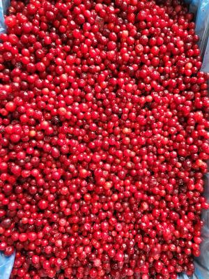 China Find the Perfect Frozen Fruit for Your Business at Frozen Fruit Lingonberry for sale