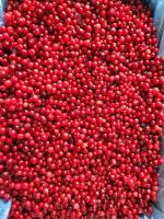 China Find the Perfect Frozen Fruit for Your Business at Frozen Fruit Lingonberry for sale