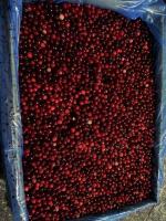 China Find the Perfect Frozen Fruit for Your Business at Frozen Fruit Lingonberry for sale