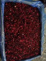 China Find the Perfect Frozen Fruit for Your Business at Frozen Fruit Lingonberry for sale