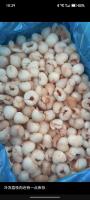 China 2025 NEW CROP High Quality IQF ​Lychee for sale