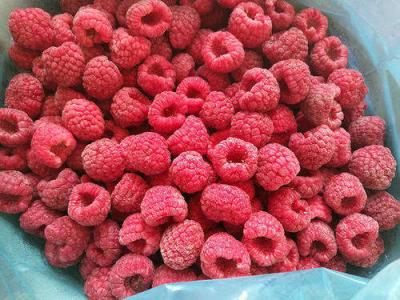 China High Standard IQF Frozen Whole Raspberry for sale