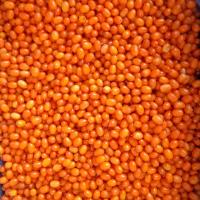China Origin China IQF Fresh Frozen Wild Sea Buckthorn First Class Sea-buckthorn Lingonberry Raspberry, Blueberry Mixed Berries for sale