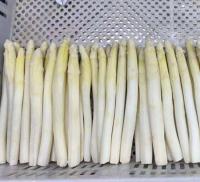 China Wholesale IQF Vegetable IQF Frozen White Asparagus Spear From China for sale