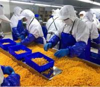 China IQF Organic Yellow Peach Dices Bulk Packaged Frozen Fruits Water Pulp Whole Cubes and Halves Sweet Taste Preserved for sale