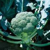 China High Quality IQF Factory Frozen Vegetables Wholesale Price Frozen Broccoli for sale