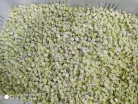 China Find the Best Frozen Fruit Frozen kiwi dices for sale