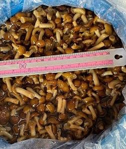 China Delicious Frozen Mushrooms Perfect for Your Business Needs Nameko in Brine for sale