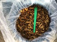 China Delicious Frozen Mushrooms Perfect for Your Business Needs Nameko in Brine for sale