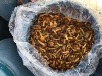 China Delicious Frozen Mushrooms Perfect for Your Business Needs Nameko in Brine for sale
