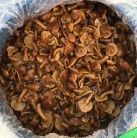 China Delicious Frozen Mushrooms Perfect for Your Business Needs Nameko in Brine for sale