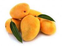 China IQF Frozen Fresh Mango Diced or Halves in Frozen Fruits for sale