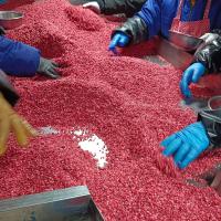 China Wholesale IQF Frozen Raspberry Crumble Factory Price Strict Quality Control Good Taste for sale