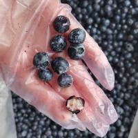 China Wholesale Chinese Iqf Frozen Berries IQF Frozen Blueberry for Export with Good Price Blue Berry for sale