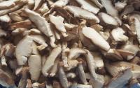 China Bulk IQF Frozen Shiitake Mushroom Hot-selling for sale