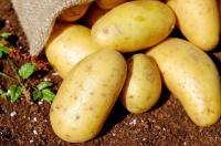 China Top Quality Grade a 10-20mm IQF Potato Diced Frozen Vegetables Wholesale Price Brc Approved for sale