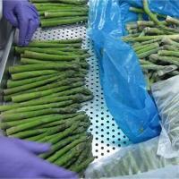China Factory Certified Quality Manufacture IQF Frozen Asparagus for sale