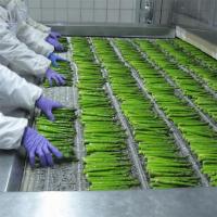 China Factory Certified Quality Manufacture IQF Frozen Asparagus for sale