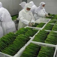 China Factory Certified Quality Manufacture IQF Frozen Asparagus for sale