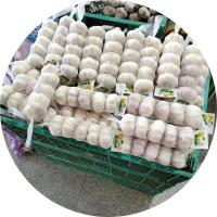 China Fresh Chinese 4P Pure White Garlic Cheap Price Fresh Vegetables for Wholesale for sale