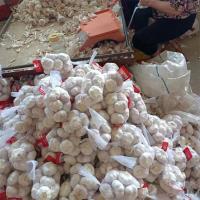 China Fresh Chinese 4P Pure White Garlic Cheap Price Fresh Vegetables for Wholesale for sale
