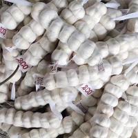 China Fresh Chinese 4P Pure White Garlic Cheap Price Fresh Vegetables for Wholesale for sale