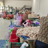 China Fresh Chinese 4P Pure White Garlic Cheap Price Fresh Vegetables for Wholesale for sale