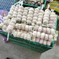 China Fresh Chinese 4P Pure White Garlic Cheap Price Fresh Vegetables for Wholesale for sale