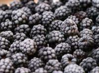 China Frozen Fruits Berries Hot Sale and High Quality IQF Frozen Blackberry for sale